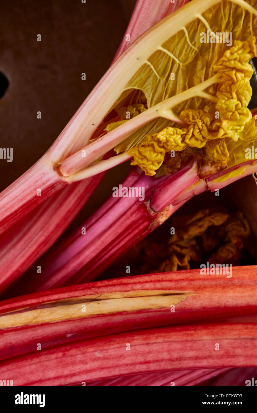 Bunch of crimson red rhubarb stalks and green leaves on sale in England ...