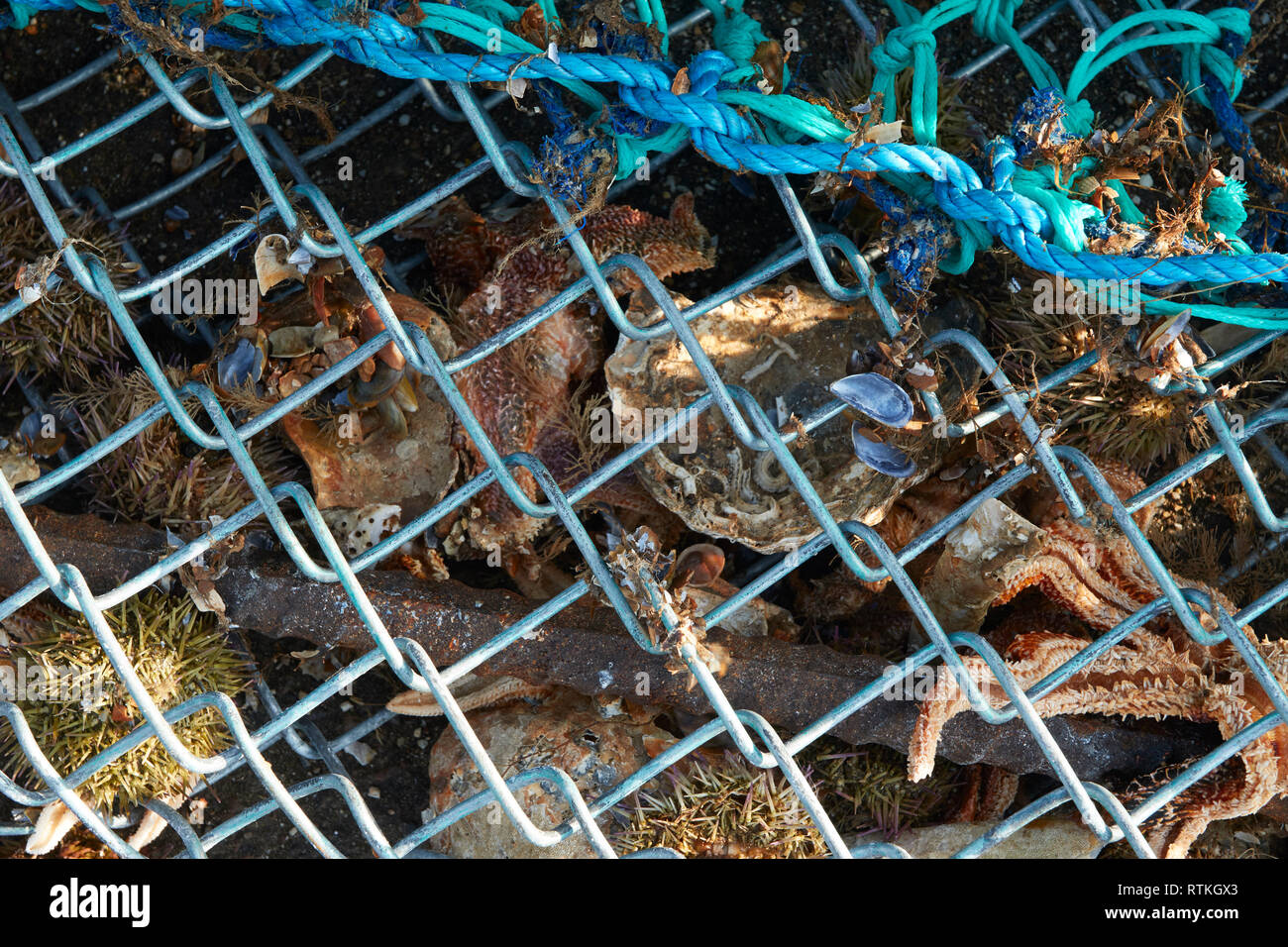 wire net cage with discarded sealife on the dock at Whitstable, Kent ...