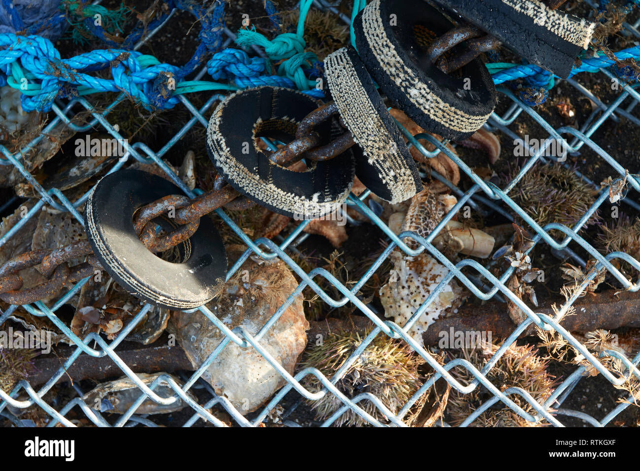 wire net cage with discarded sealife on the dock at Whitstable, Kent ...