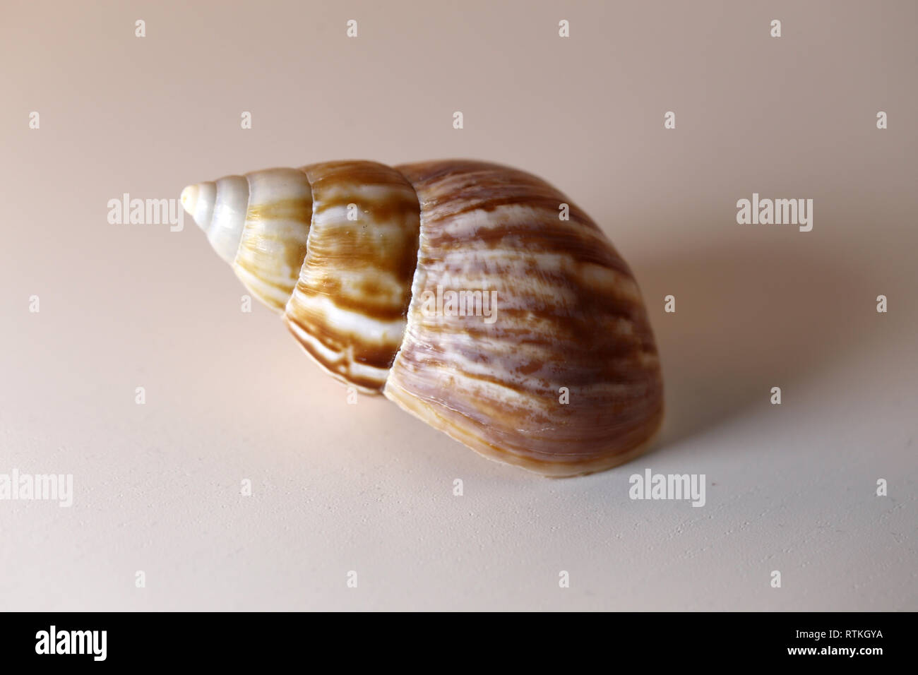 Still life photo of a beautiful white & brown sea mollusk shell on a ...