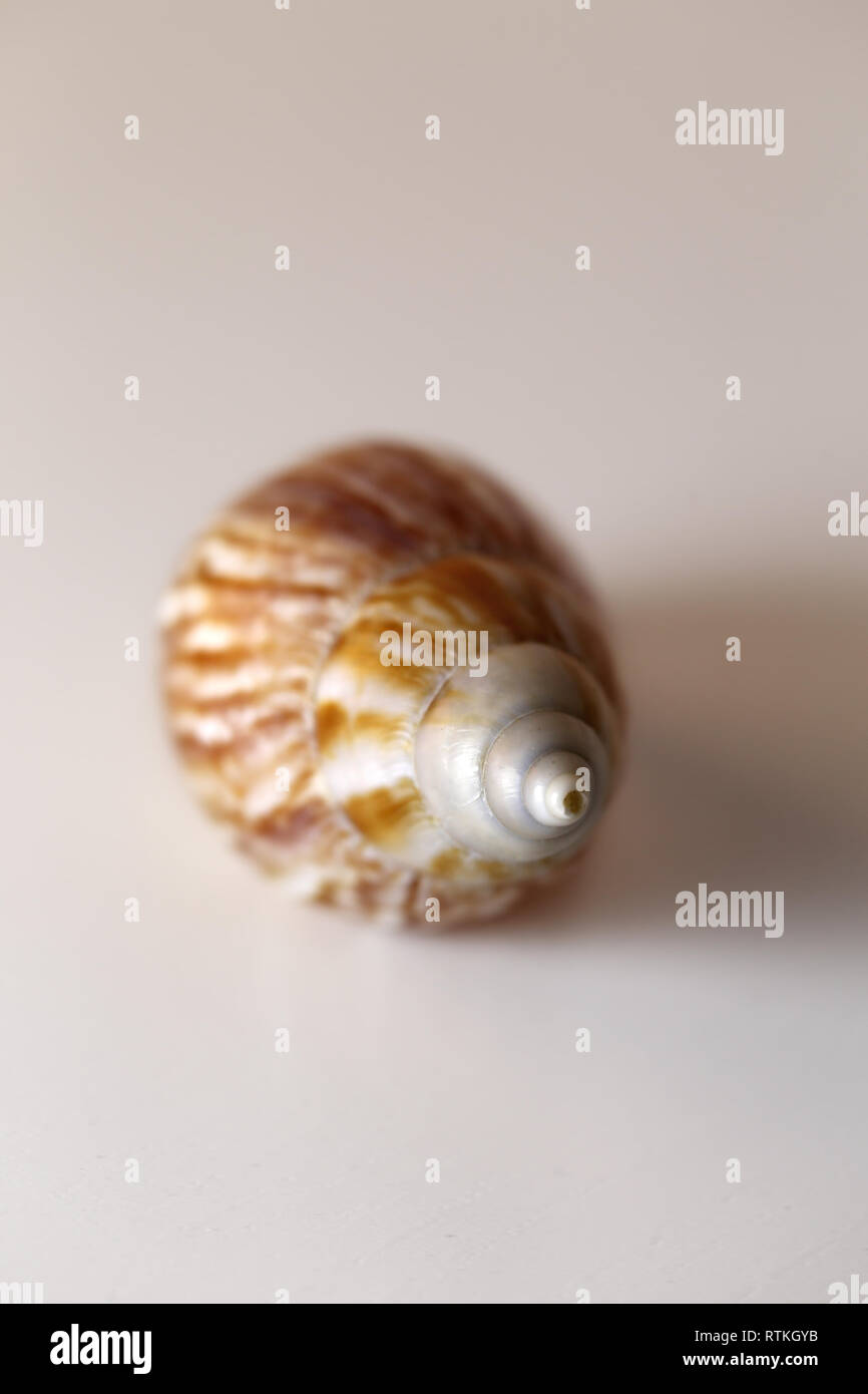 Still life photo of a beautiful white & brown sea mollusk shell on a ...