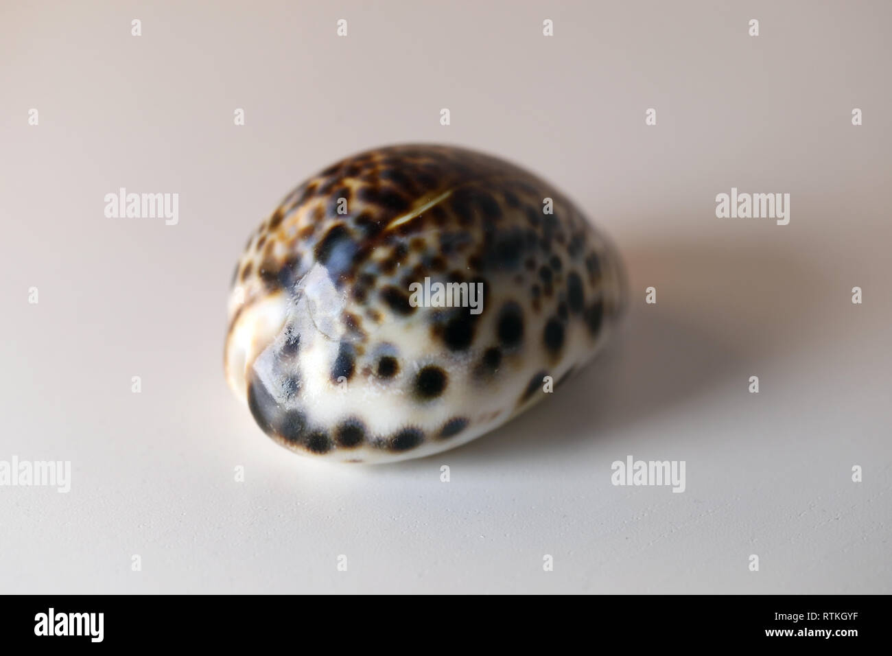 Still life photo of a beautiful shiny, spotted cowrie shell on a white ...