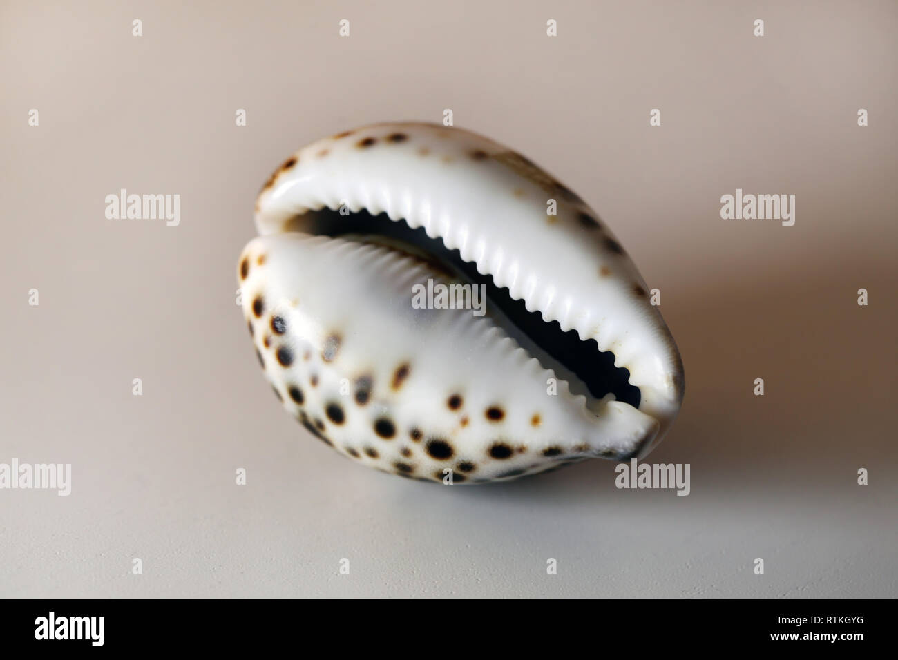 Still life photo of a beautiful shiny, spotted cowrie shell on a white ...