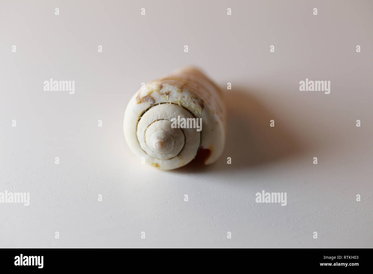 Still life photo of a beautiful white & brown sea mollusk shell on a ...