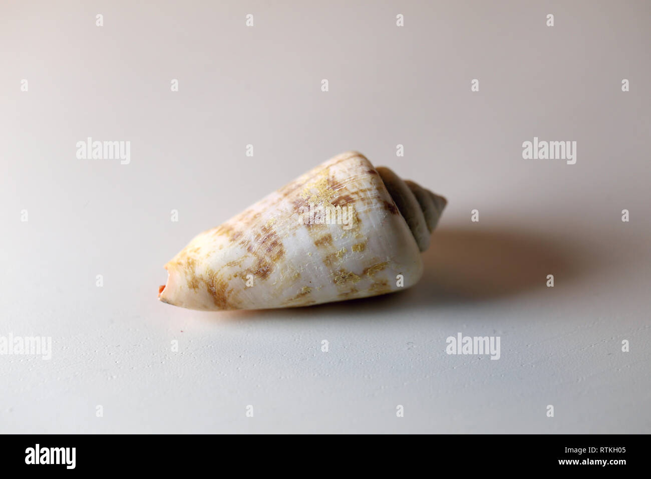 Still life photo of a beautiful white & brown sea mollusk shell on a ...