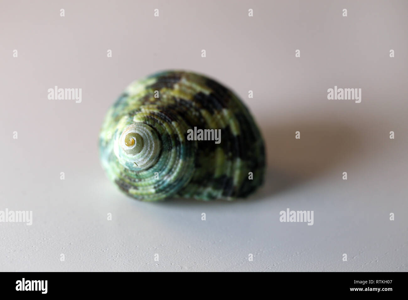Still life photo of a beautiful green sea mollusk shell on a white ...