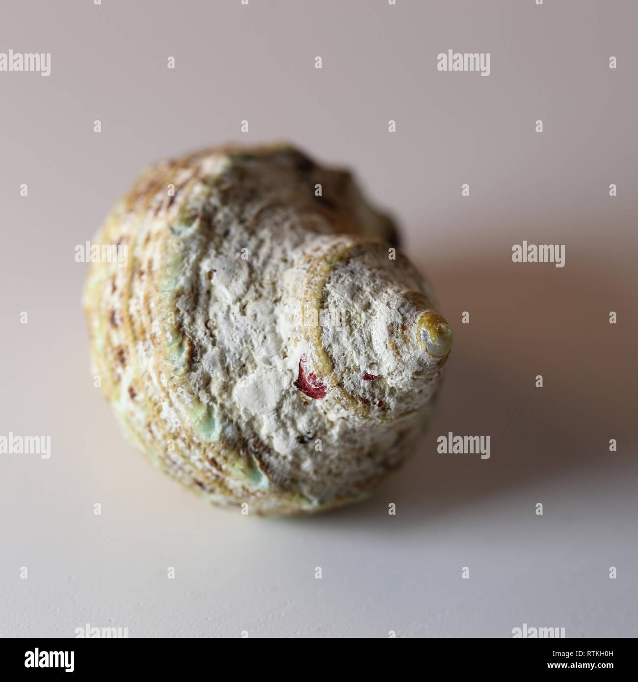 One mollusk hi-res stock photography and images - Alamy