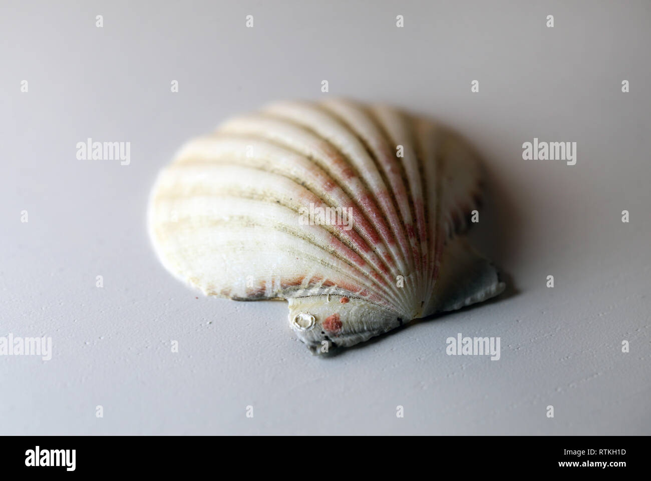 Still life photo of a beautiful light colored seashell on a white table ...