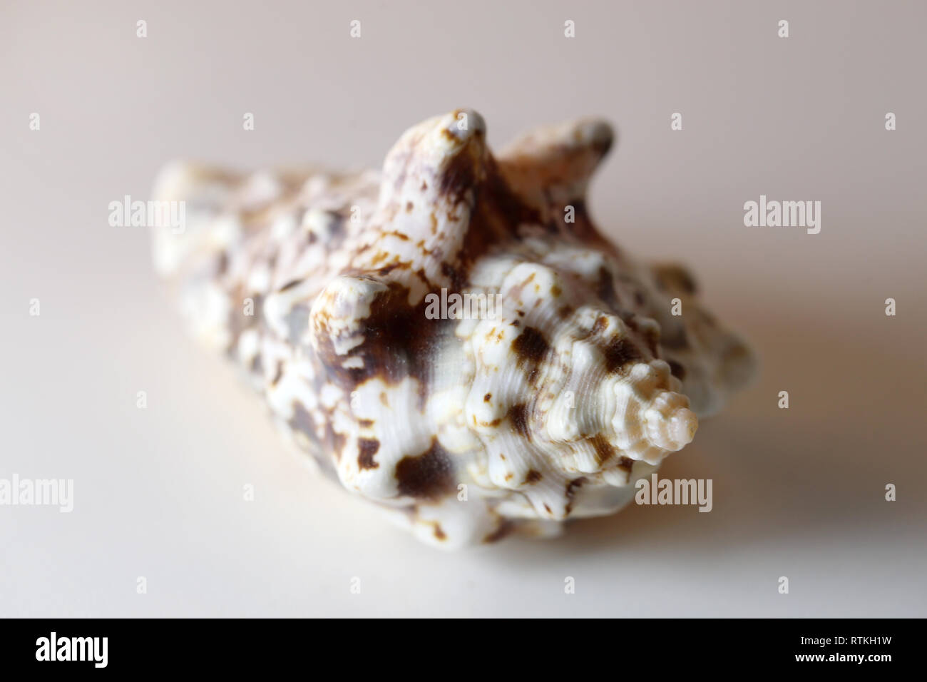 Sea snail shell mollusk shell hi-res stock photography and images - Alamy