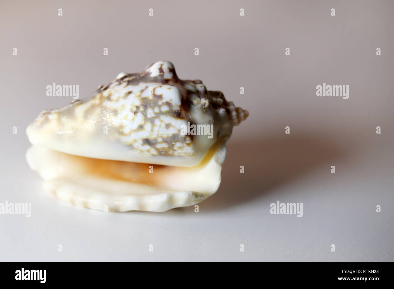 Shell of mollusk hi-res stock photography and images - Alamy