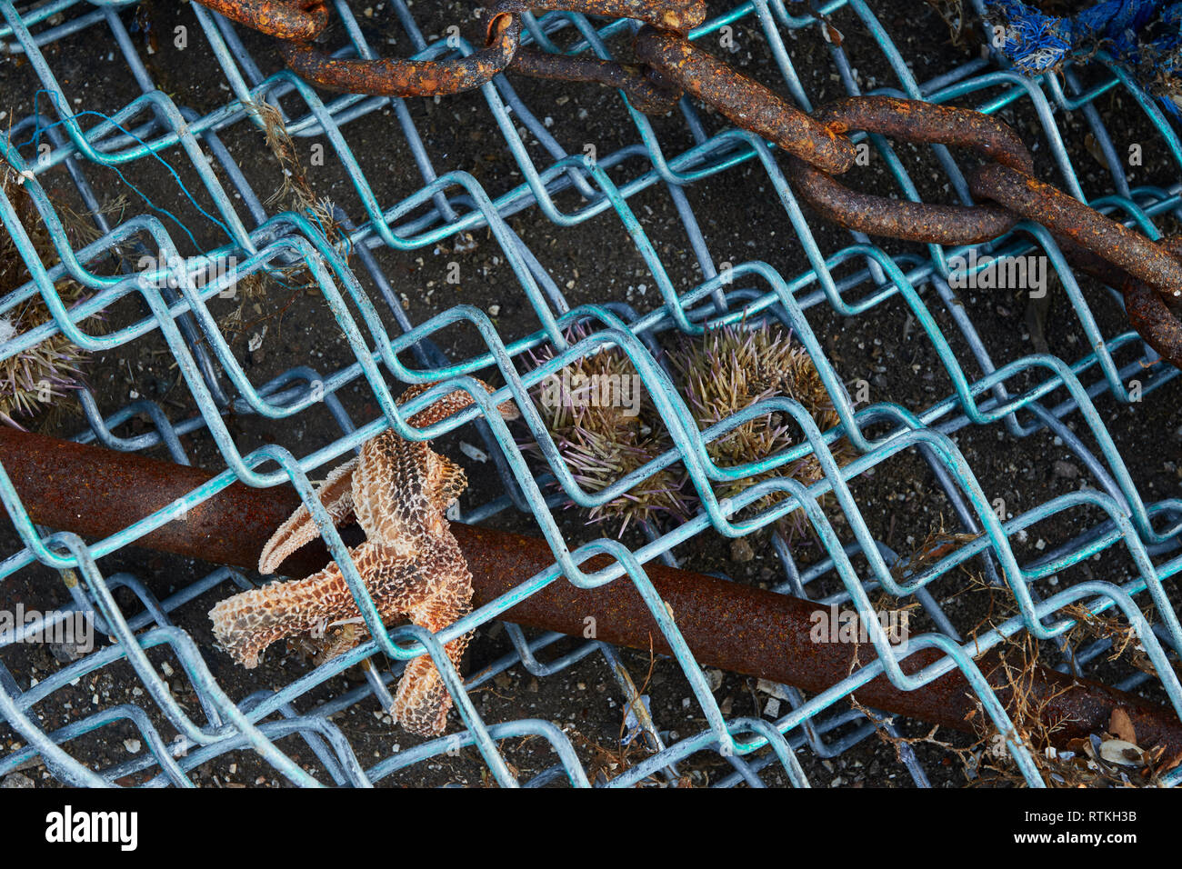 wire net cage with discarded sealife on the dock at Whitstable, Kent ...