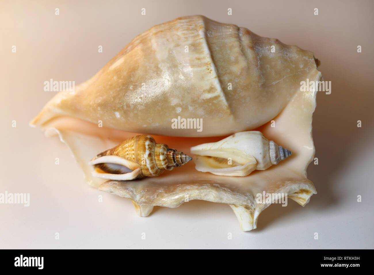 Still life photo of beautiful sea mollusk shells on a white table ...