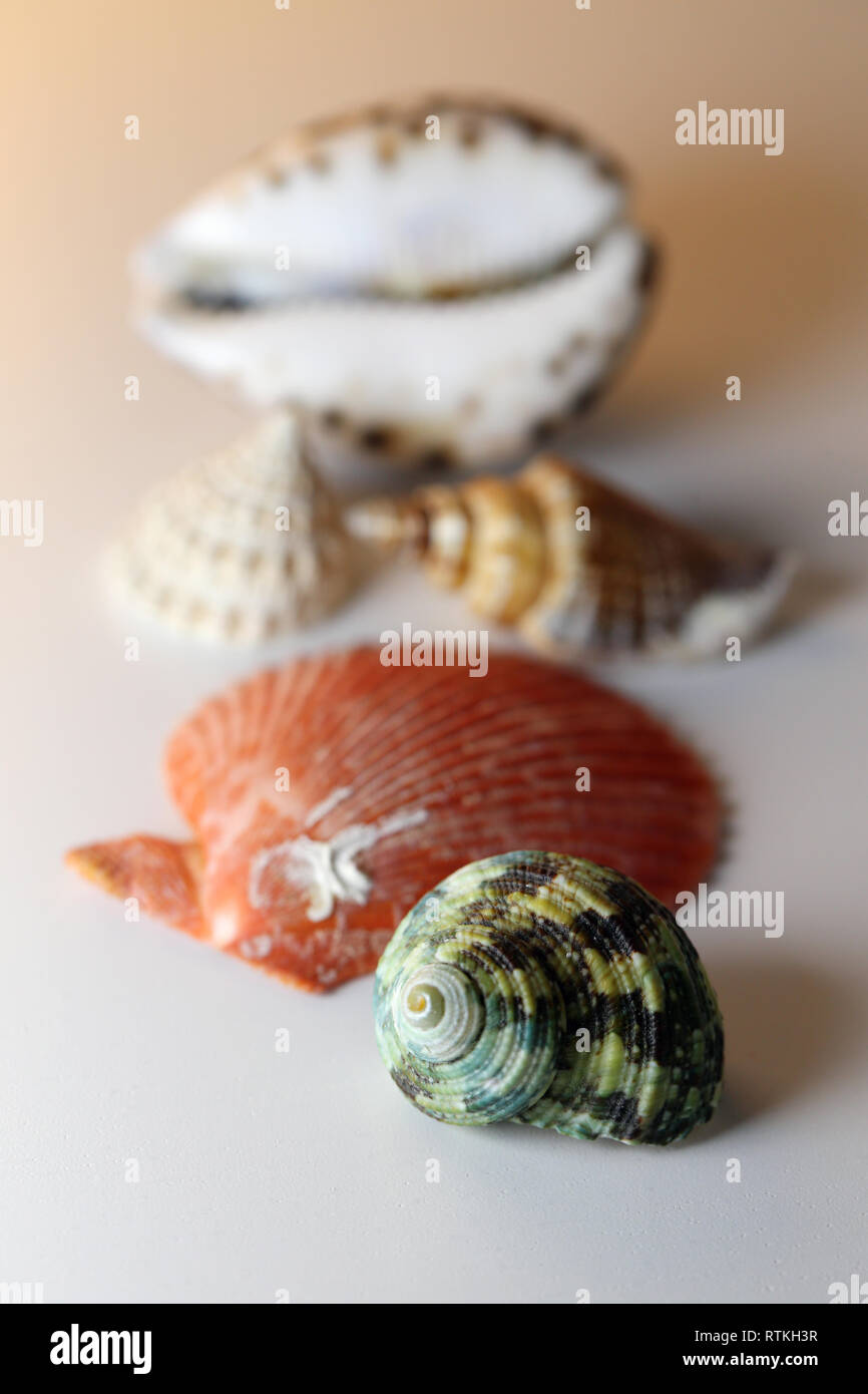 Still life photo of beautiful mixed colorful seashells on a white table ...