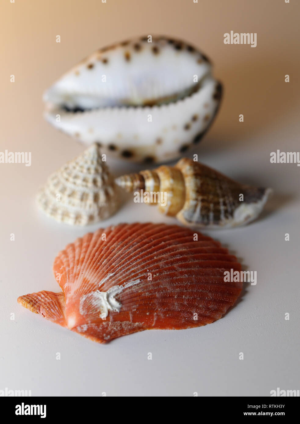 Multiple seashells hi-res stock photography and images - Alamy