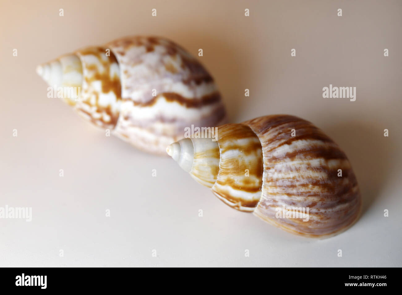 Still life photo of beautiful sea mollusk shells on a white table ...