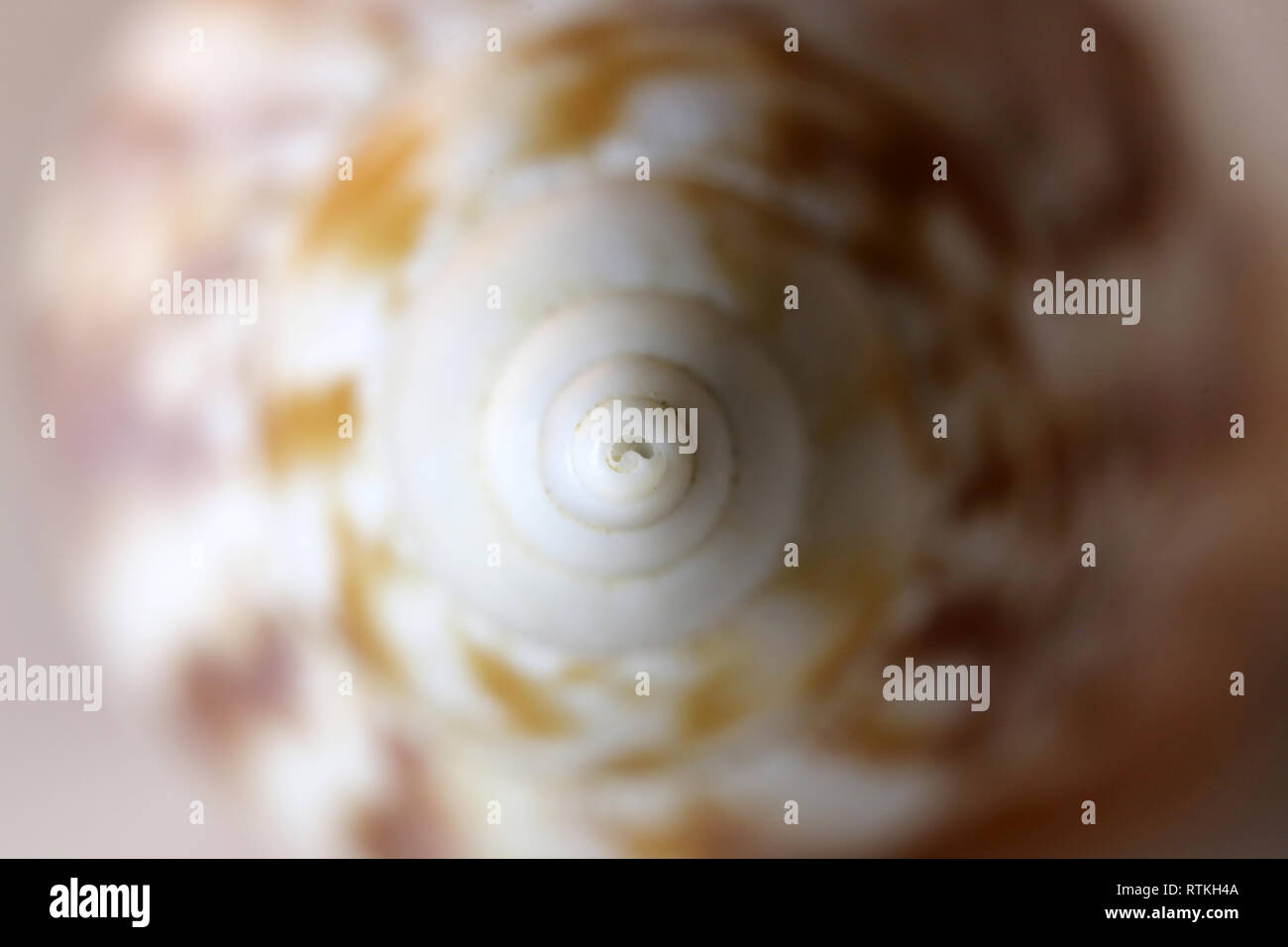 Sea shell texture hi-res stock photography and images - Alamy