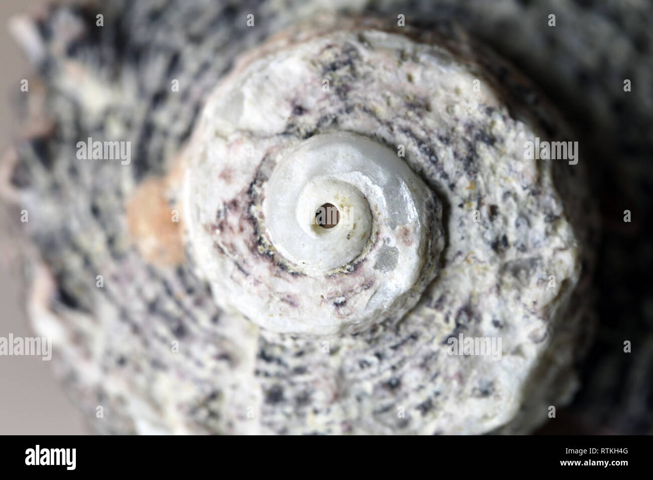 Sea shell texture hi-res stock photography and images - Alamy