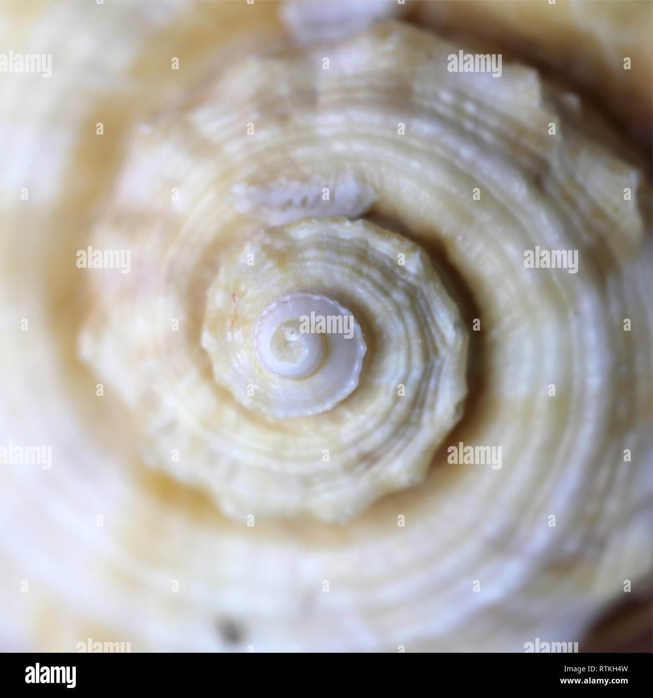 Beautiful seashell hi-res stock photography and images - Alamy