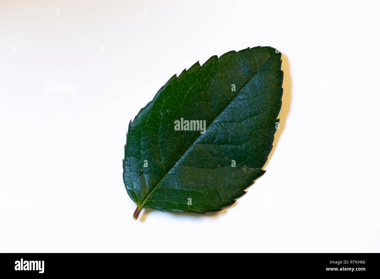 Simple green leaf hi-res stock photography and images - Alamy