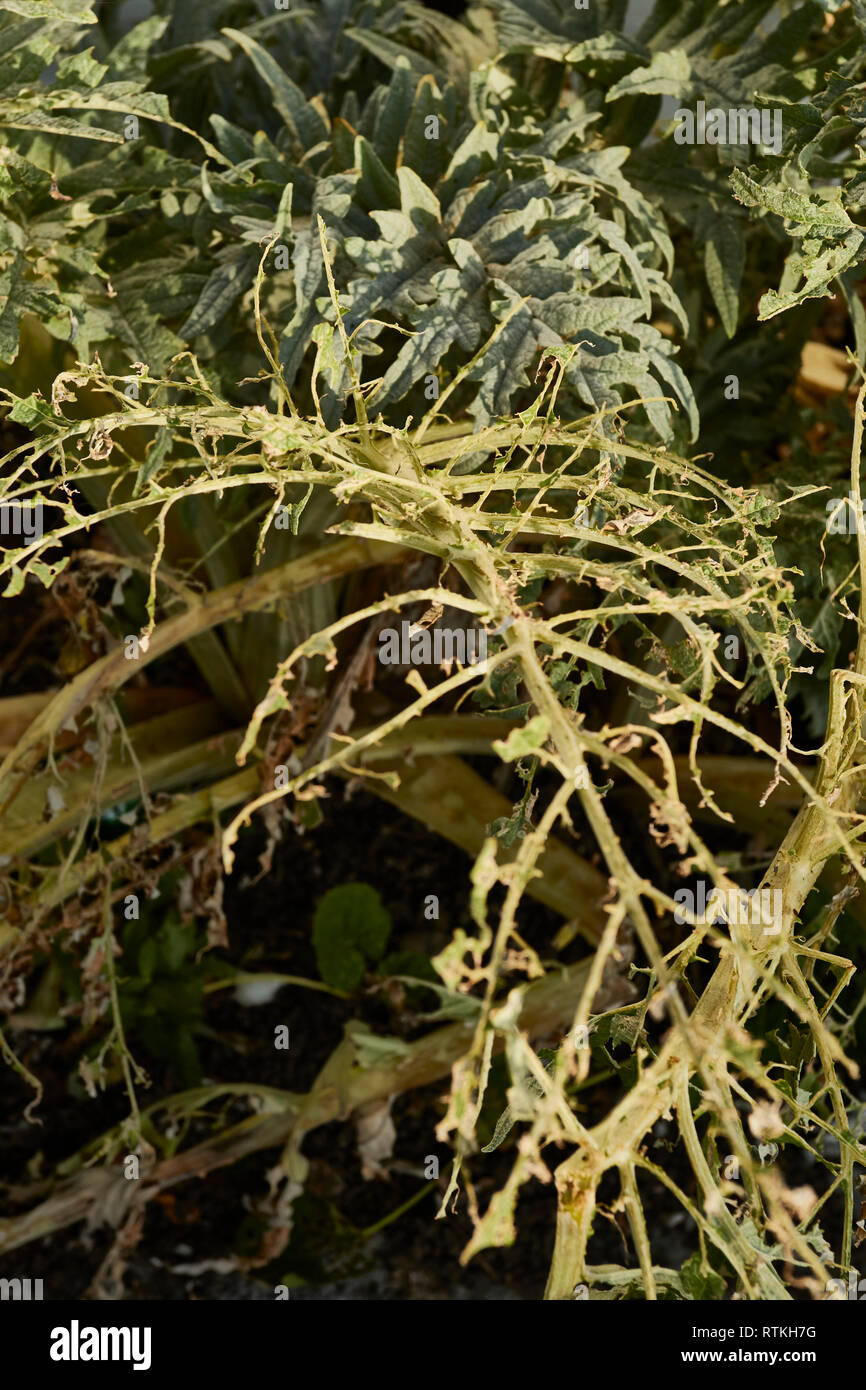 Illustrating Natures chaos with natural environment portraits Stock ...