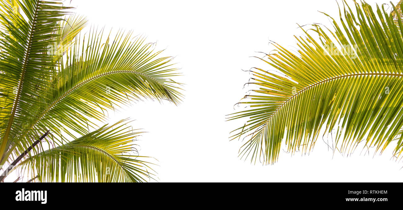 Under coconut tree and coconut leaves on a white background Stock Photo ...