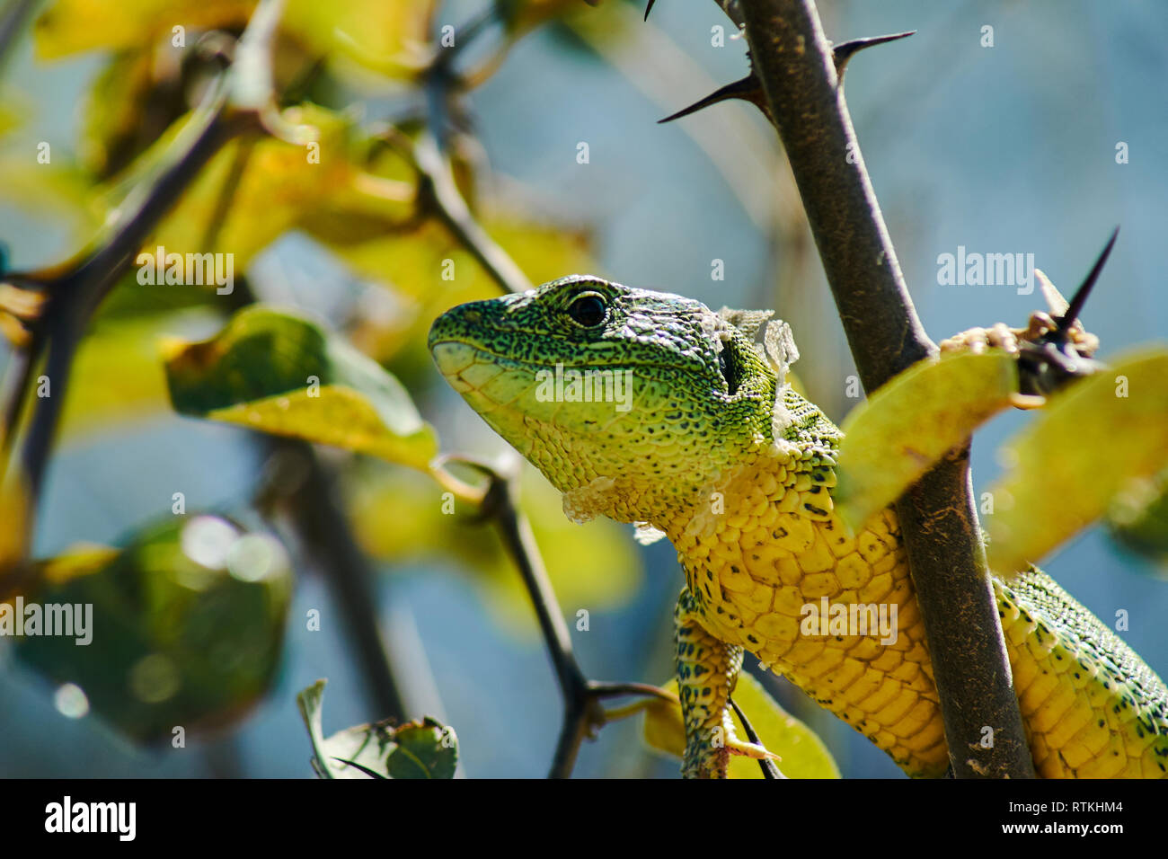 Corfu flora and fauna hi-res stock photography and images - Alamy