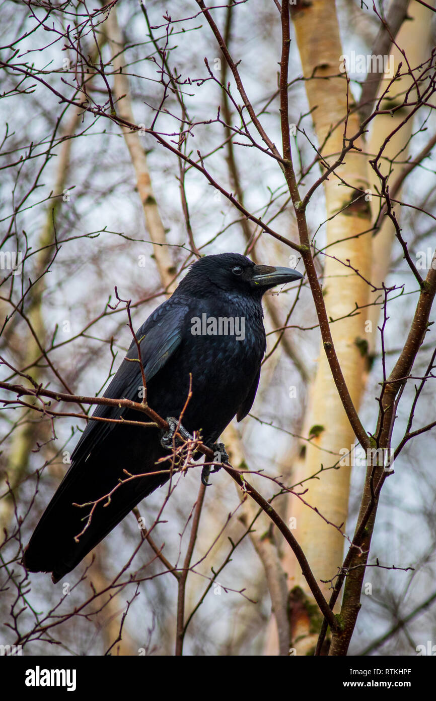 Raven crow corvus corone hi-res stock photography and images - Alamy