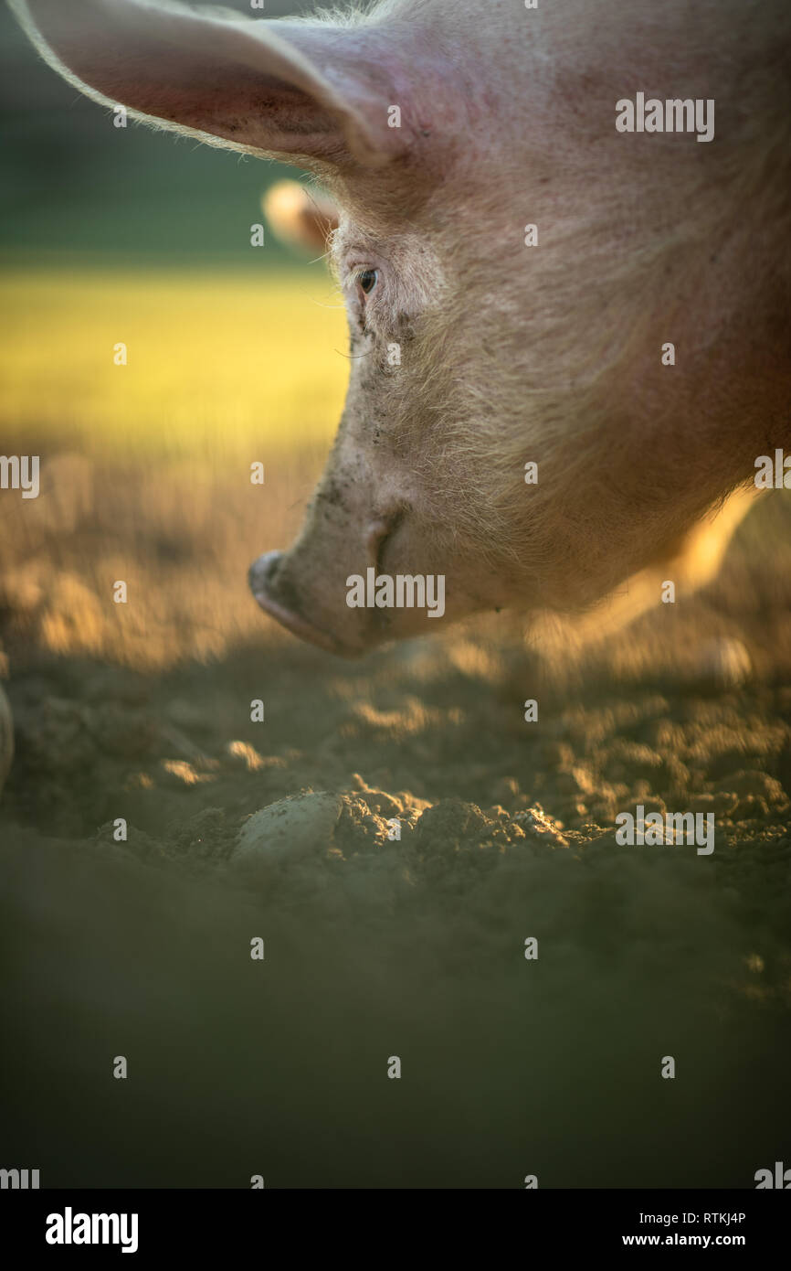 Pigs eating on a meadow in an organic meat farm Stock Photo - Alamy