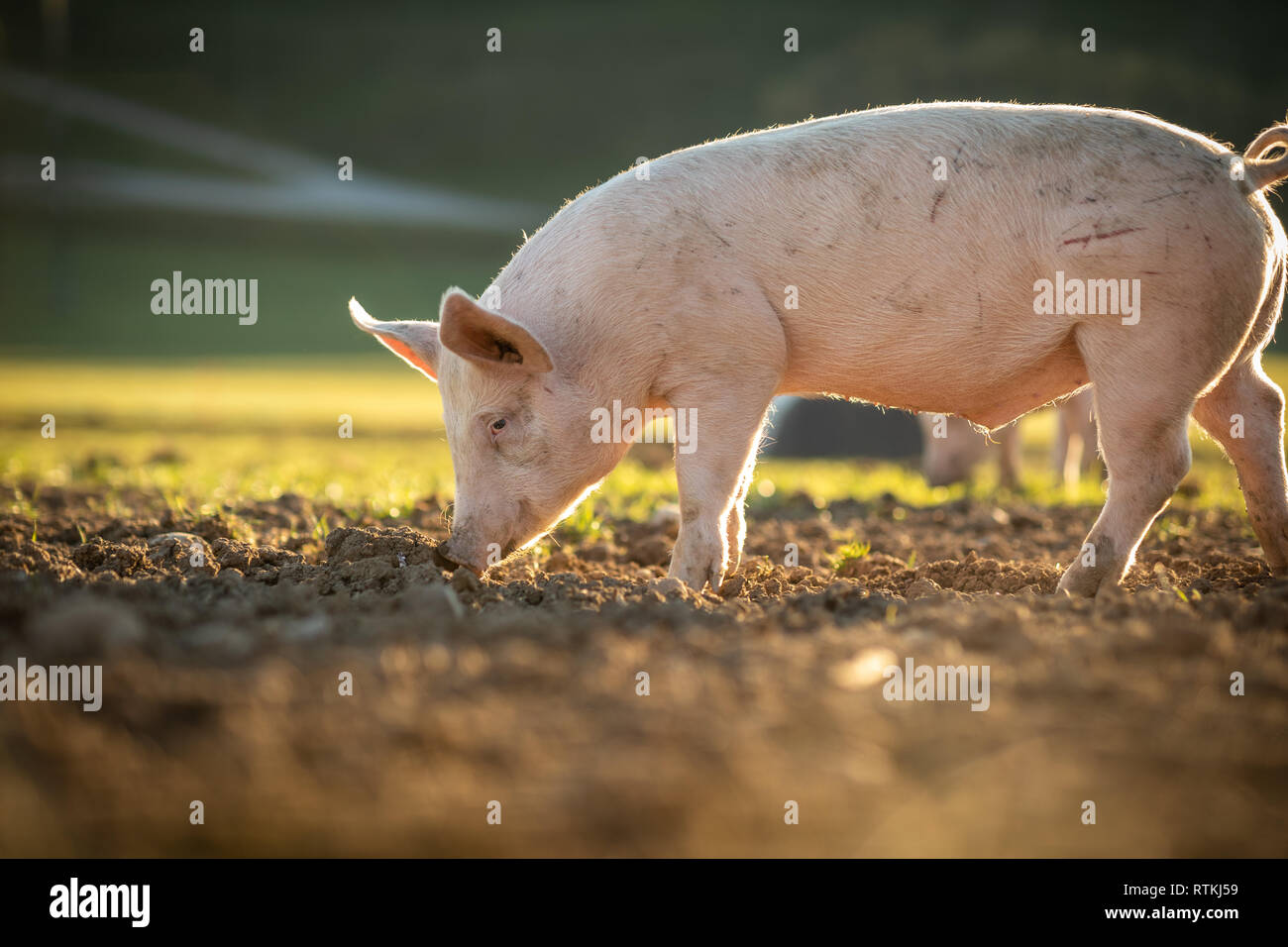 Pigs eating on a meadow in an organic meat farm Stock Photo - Alamy