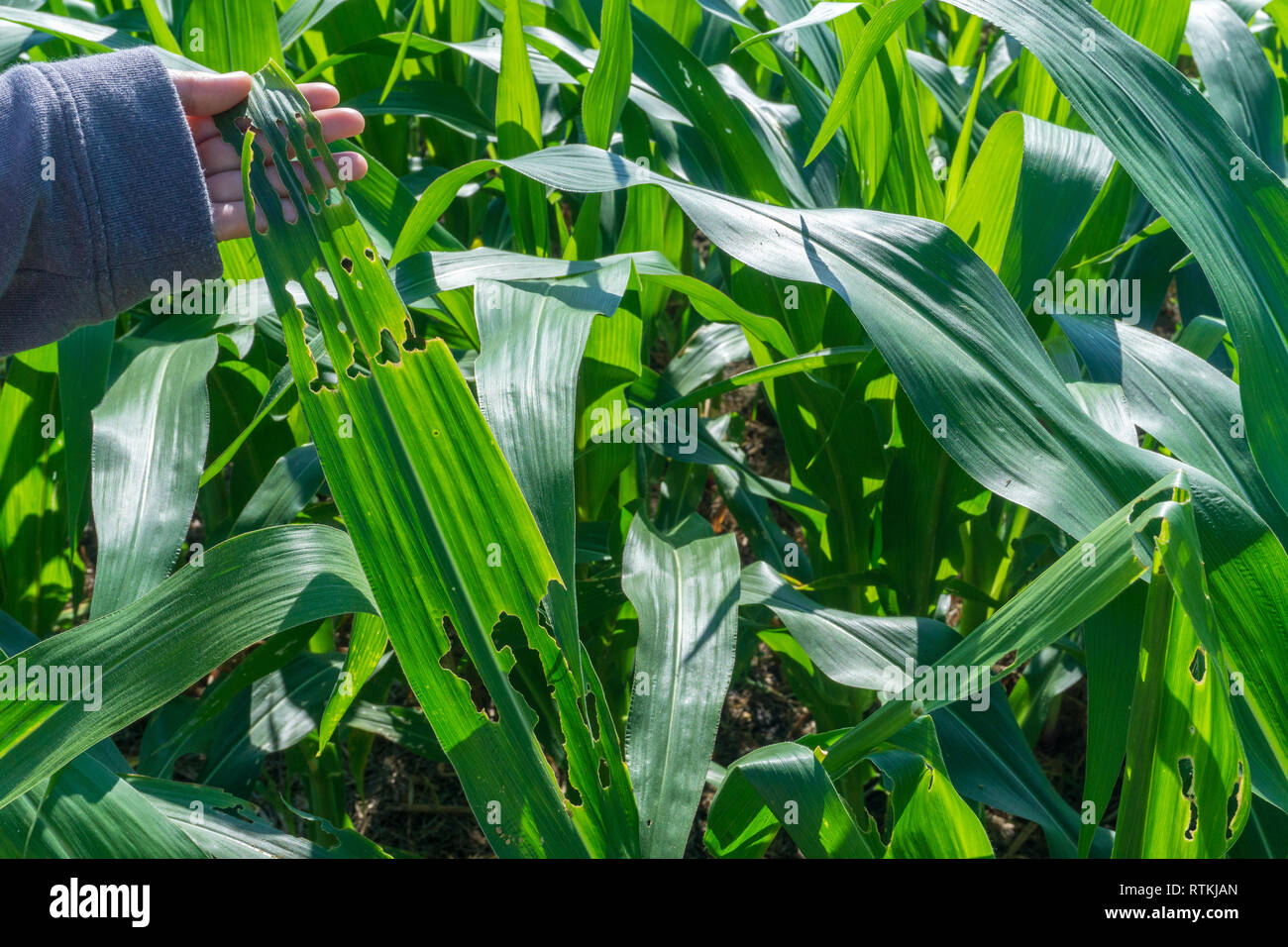 Worms eat corn leaves Stock Photo - Alamy