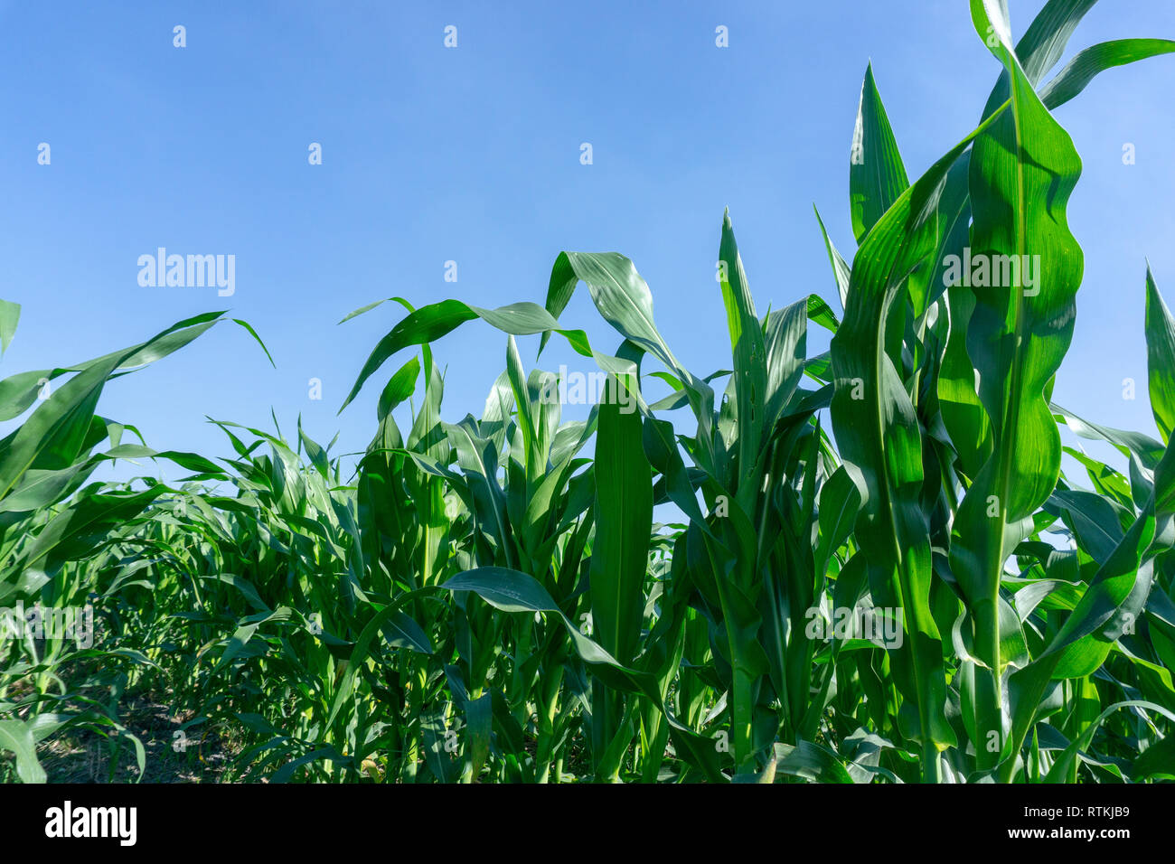 Corn leaves, color on the farm and blue sky Stock Photo - Alamy