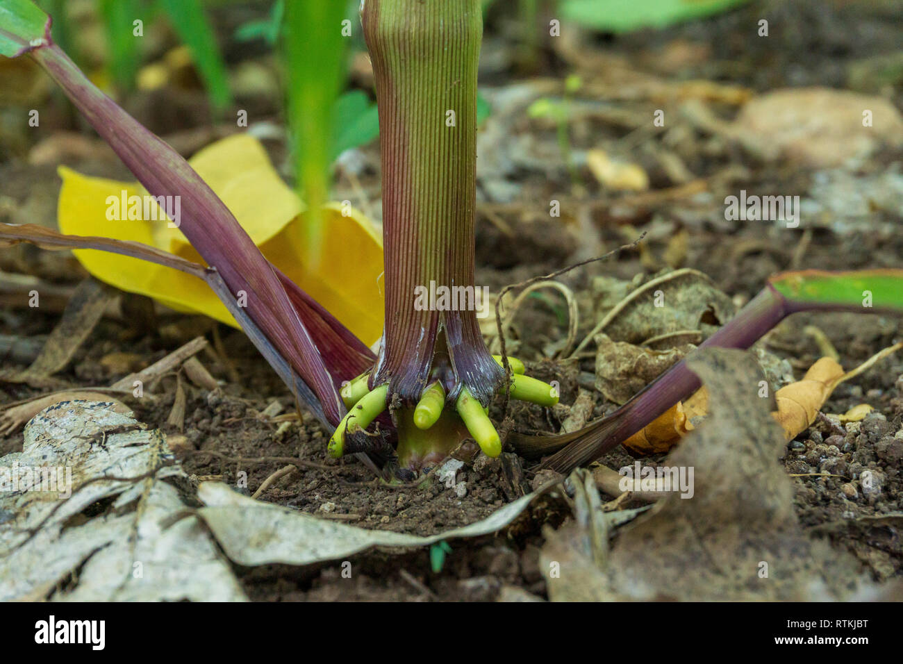 The root of the stem of the corn tree, air roots Stock Photo - Alamy