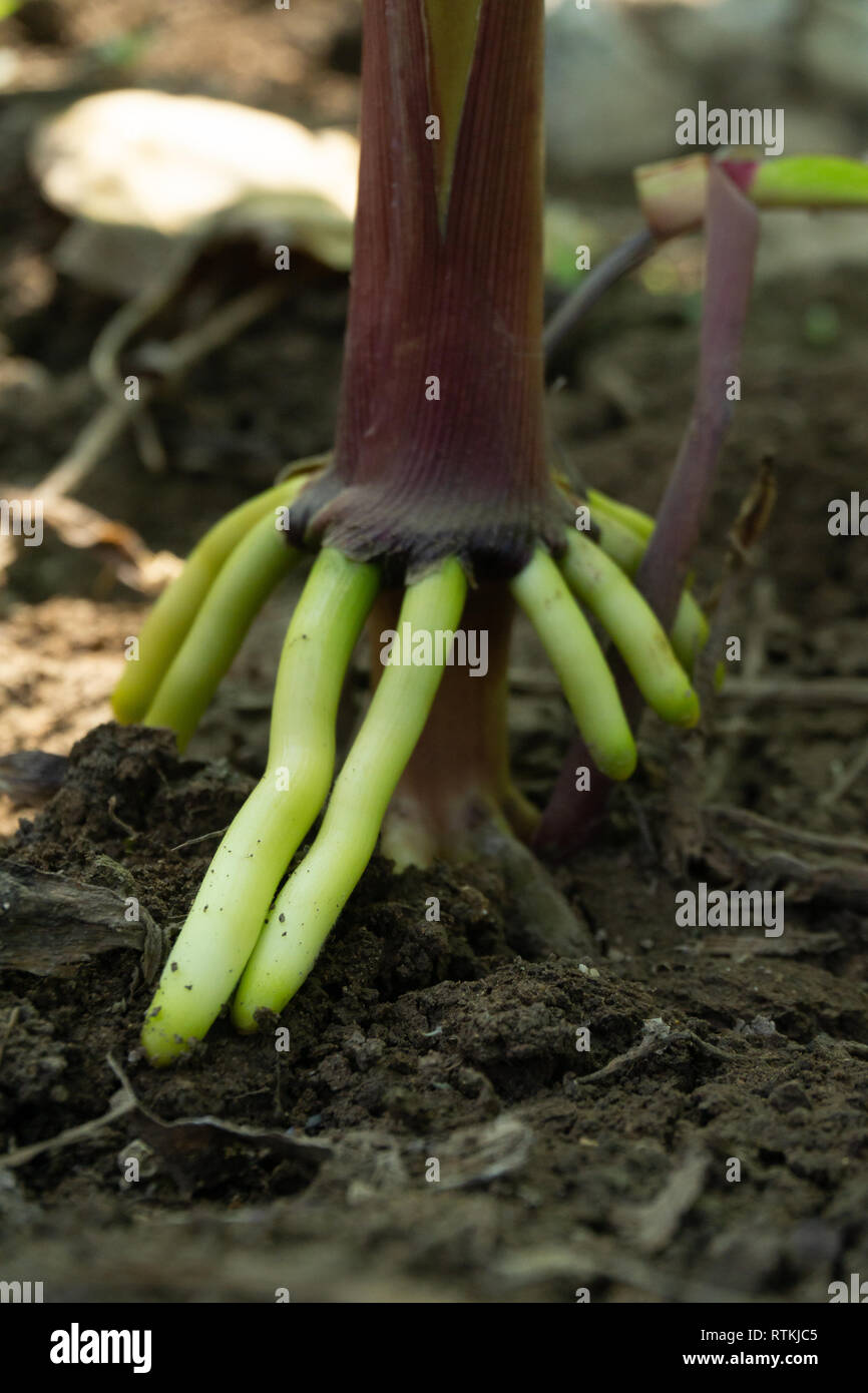 Air roots hi-res stock photography and images - Alamy