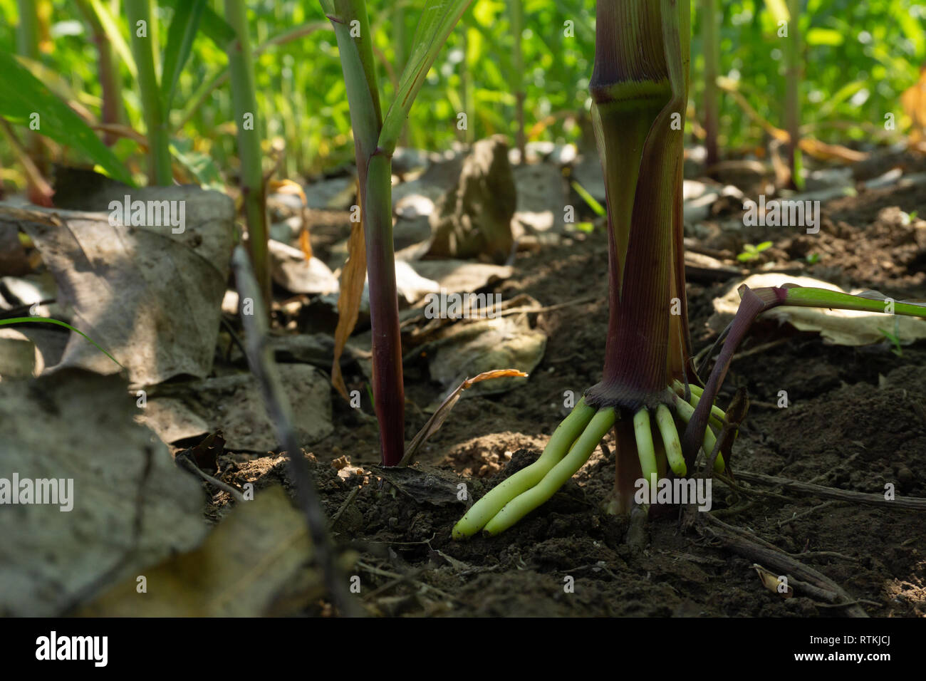 The root of the stem of the corn tree, air roots Stock Photo - Alamy