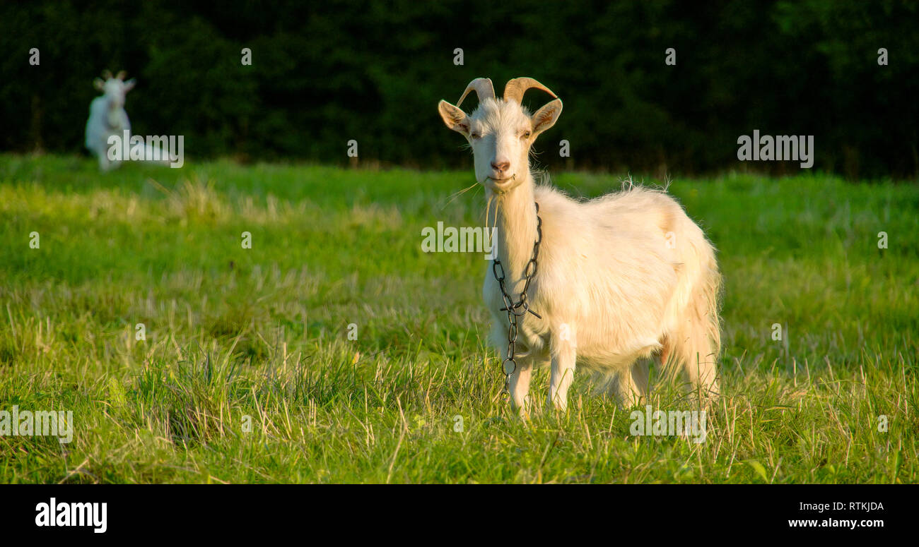 A white goat with a chain on its neck. There are other domestic goat on ...