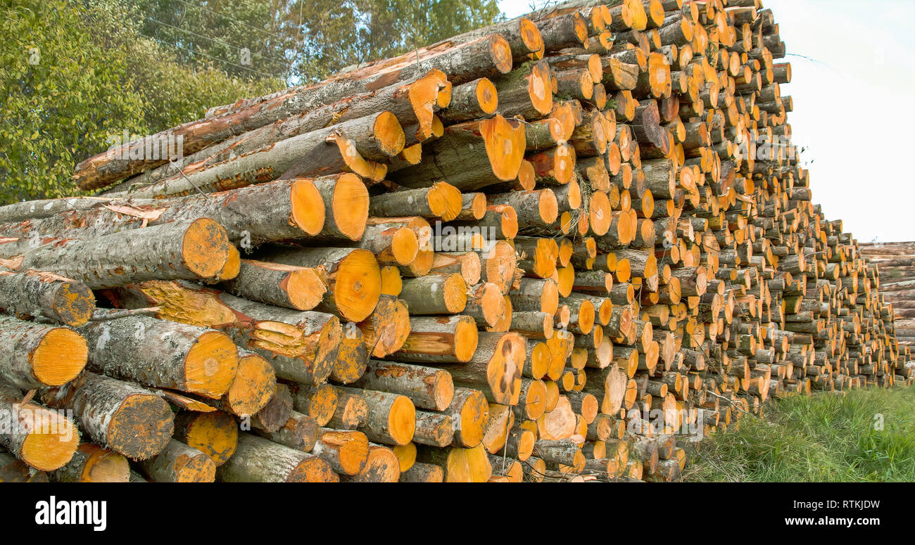 Tall heaps of the Grey Alder logs ready for transport. Alnus incana is ...