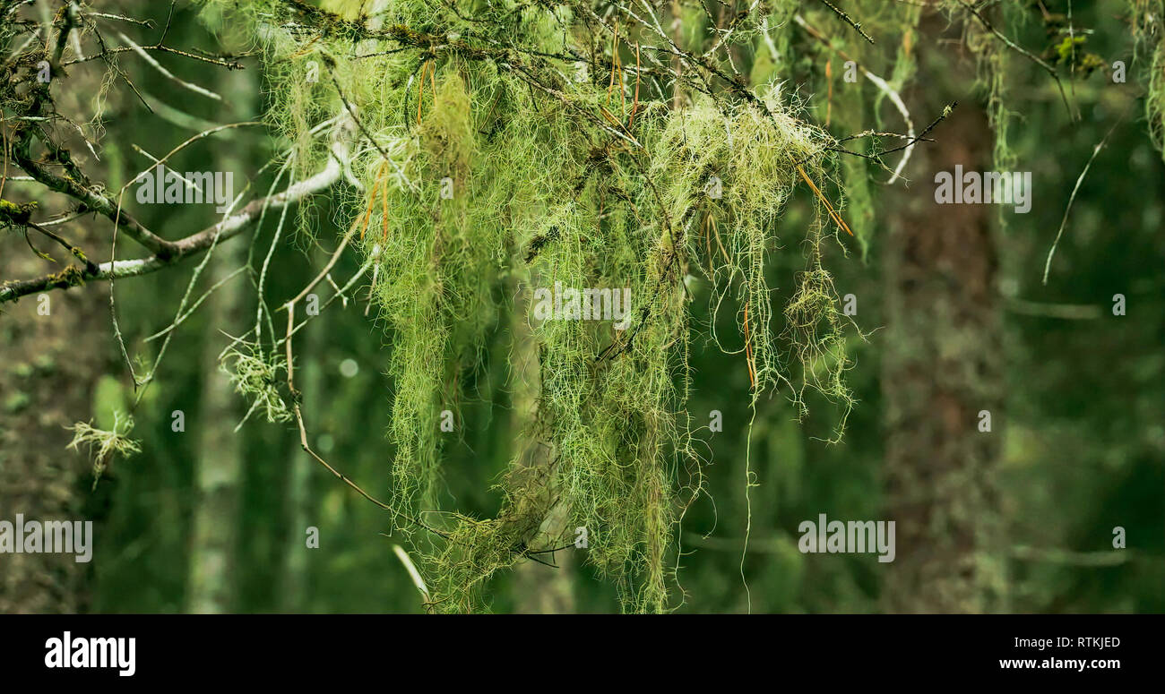 A thick beard lichen hanging on the stem of a spruce tree Stock Photo ...