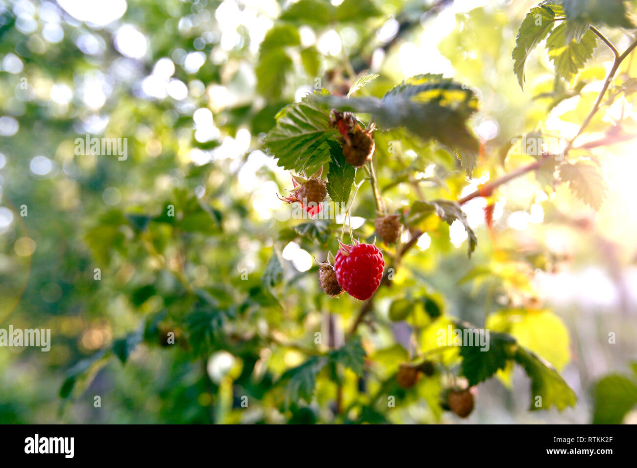 Organic raspberries in Nature Stock Photo - Alamy