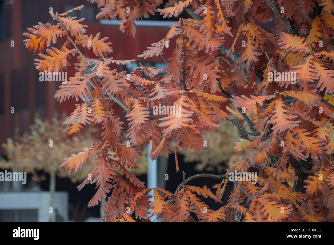 Leves hi-res stock photography and images - Alamy