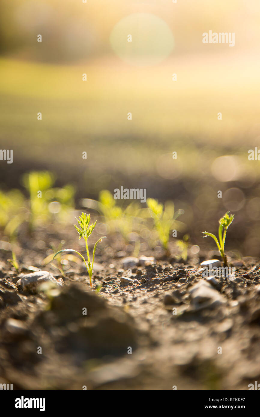 Fresh, green and fertile agriculture plants, grass Stock Photo - Alamy
