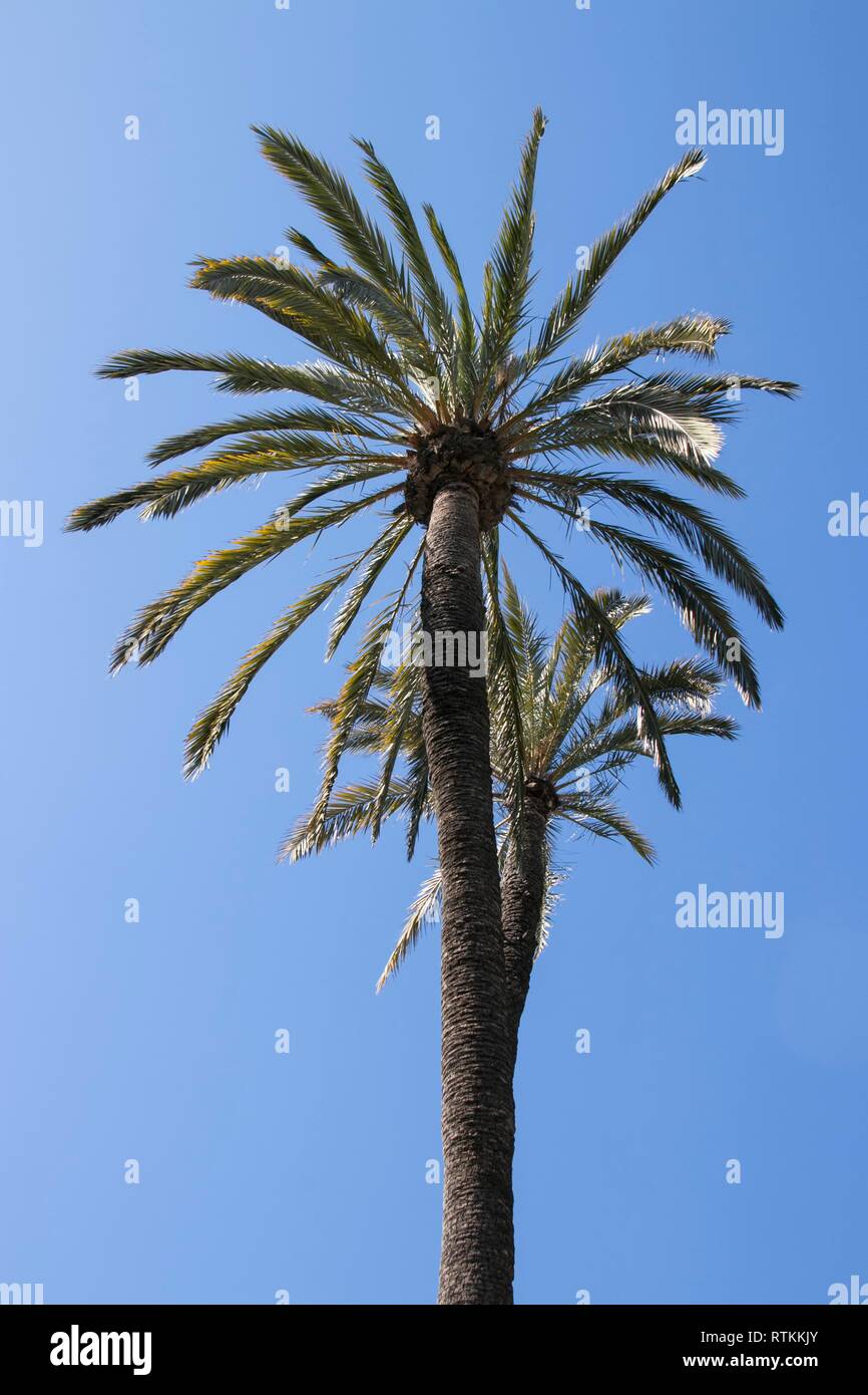 Elche palm hi-res stock photography and images - Alamy