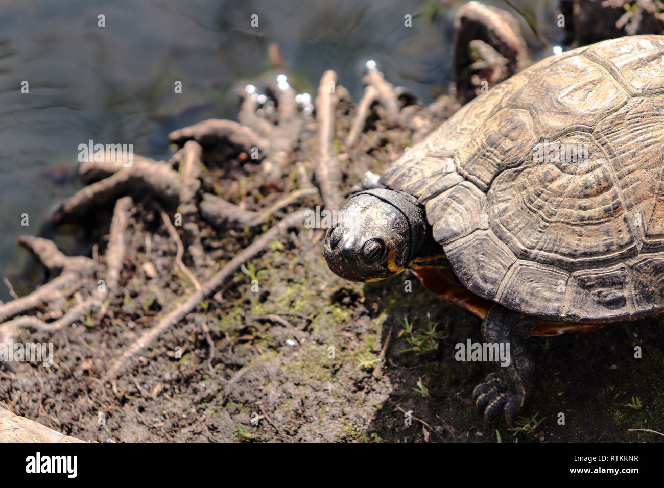 Turtles Love You Bunches