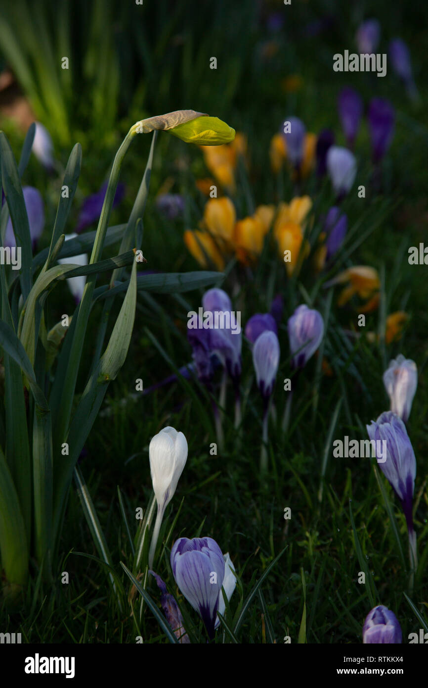 The first flowers of spring Stock Photo - Alamy