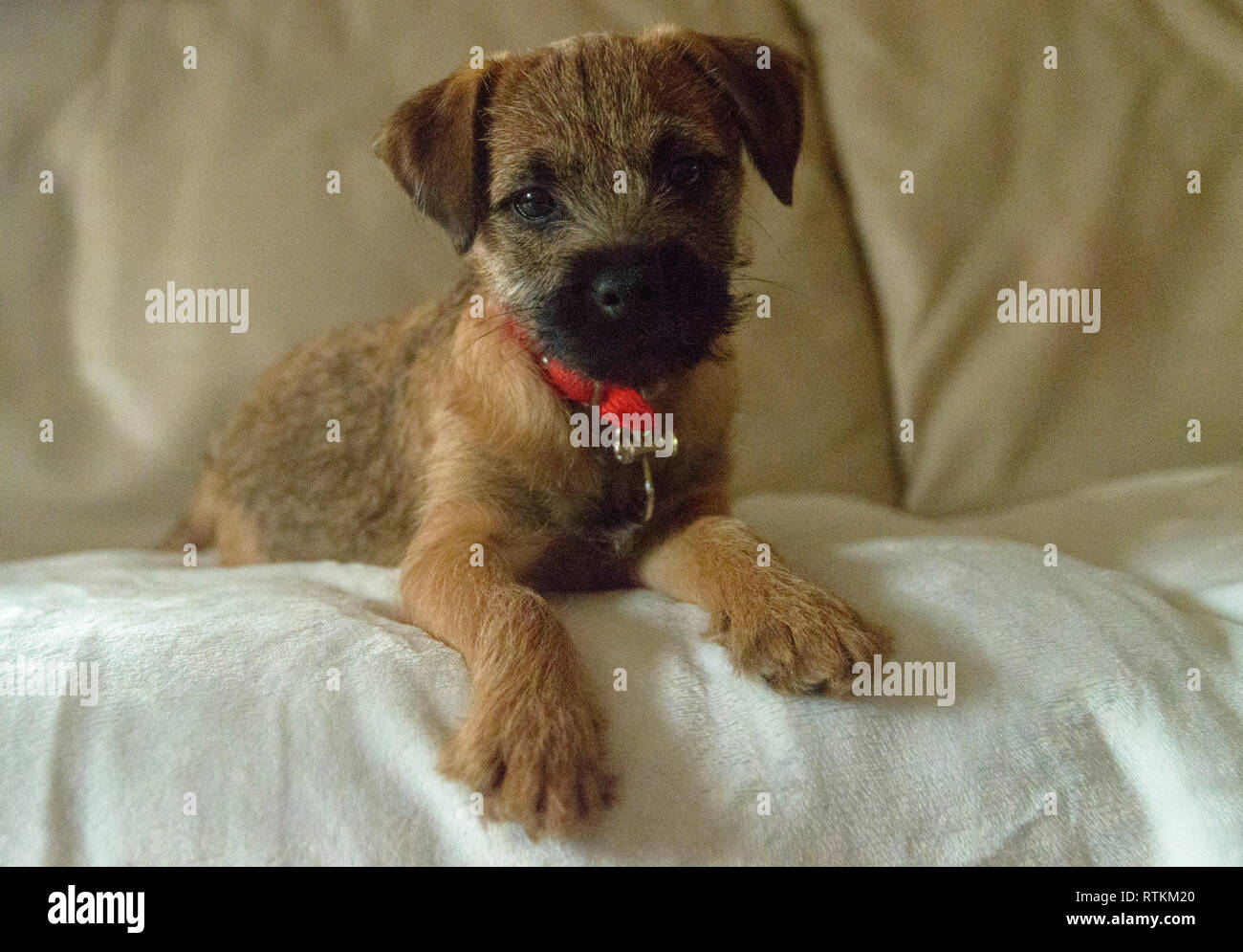 Paw puppy hi-res stock photography and images - Alamy