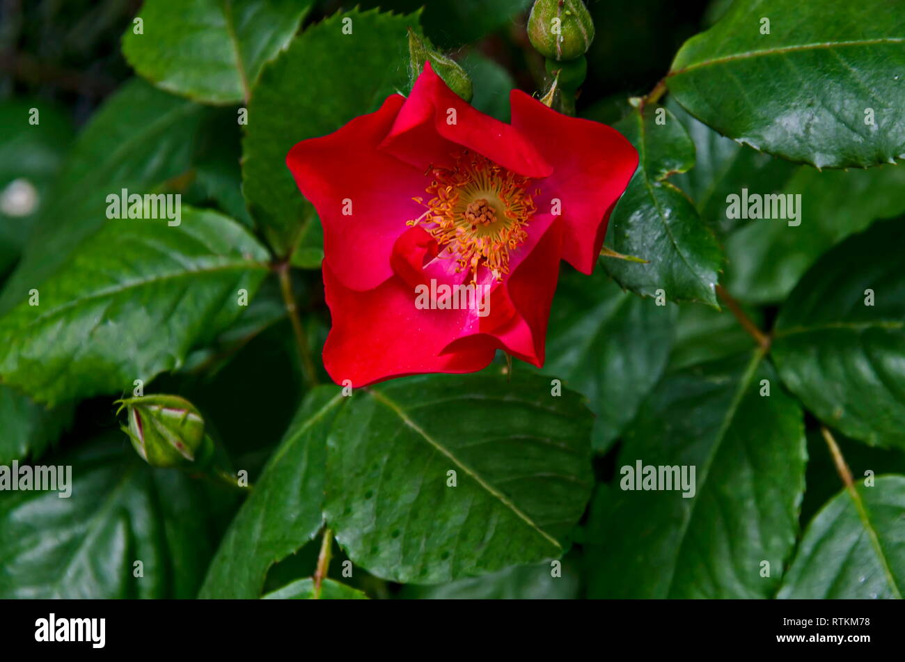 Sofia rosa hi-res stock photography and images - Alamy