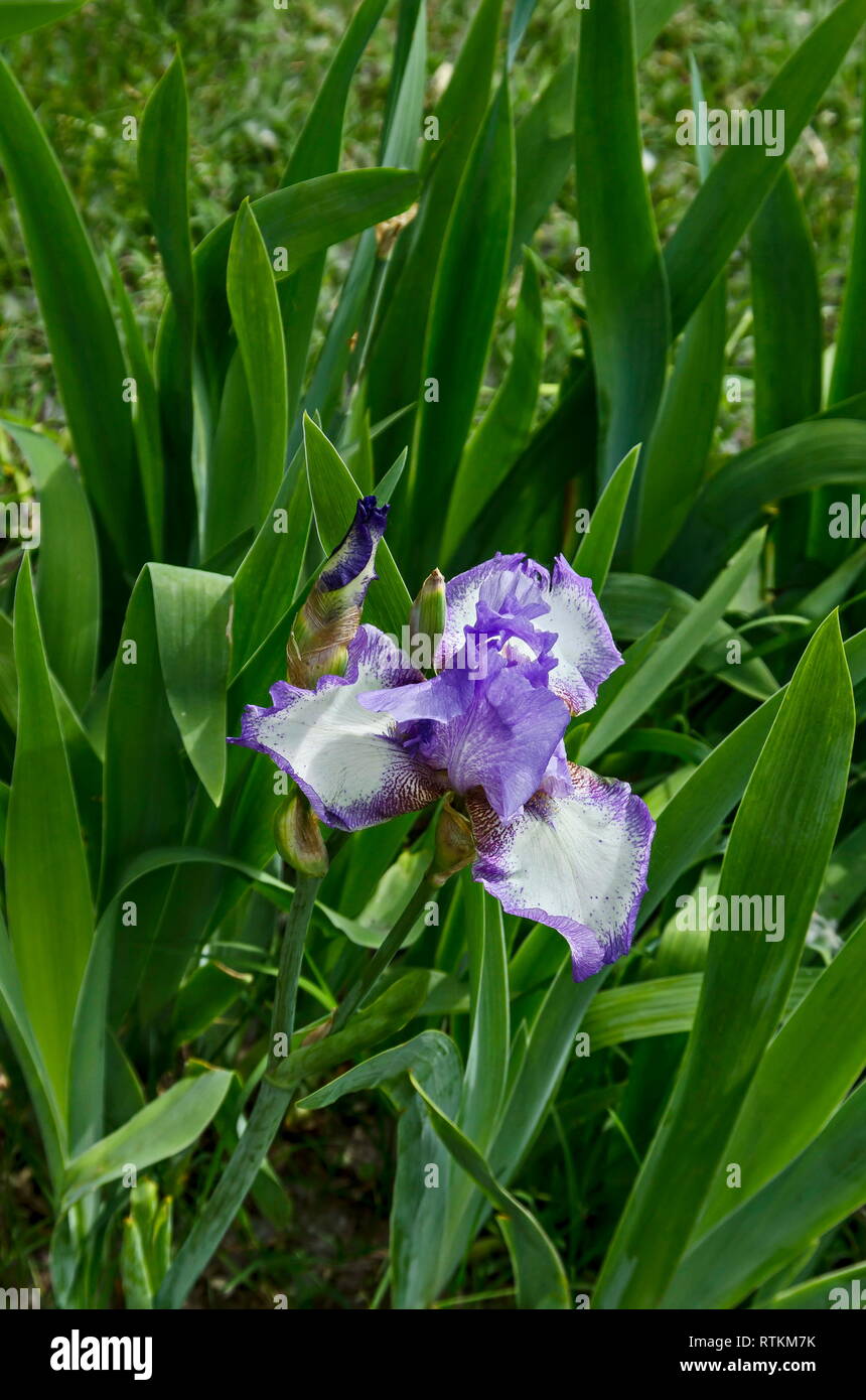 Variegated iris hi-res stock photography and images - Alamy