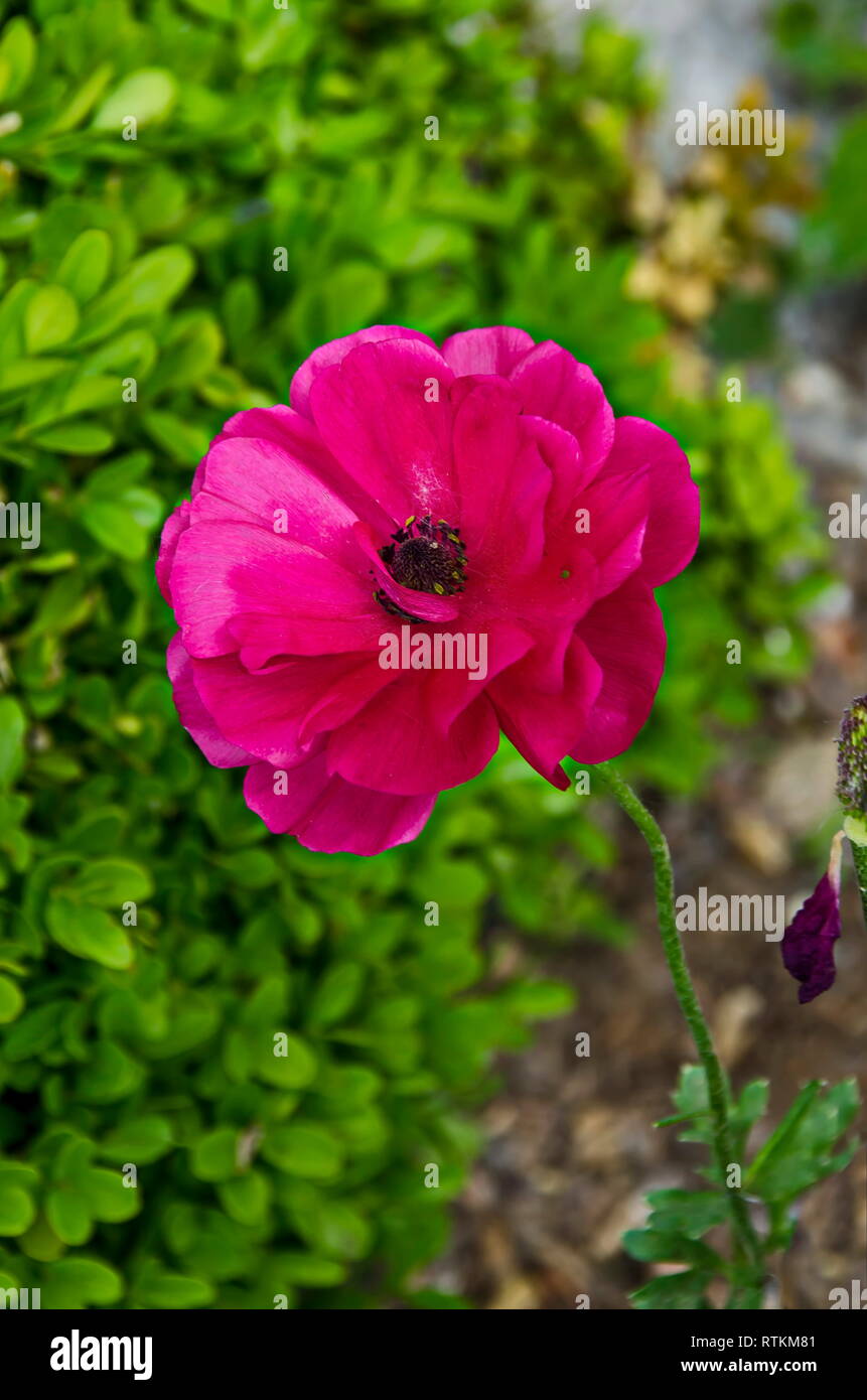 Spider rose flower hi-res stock photography and images - Alamy