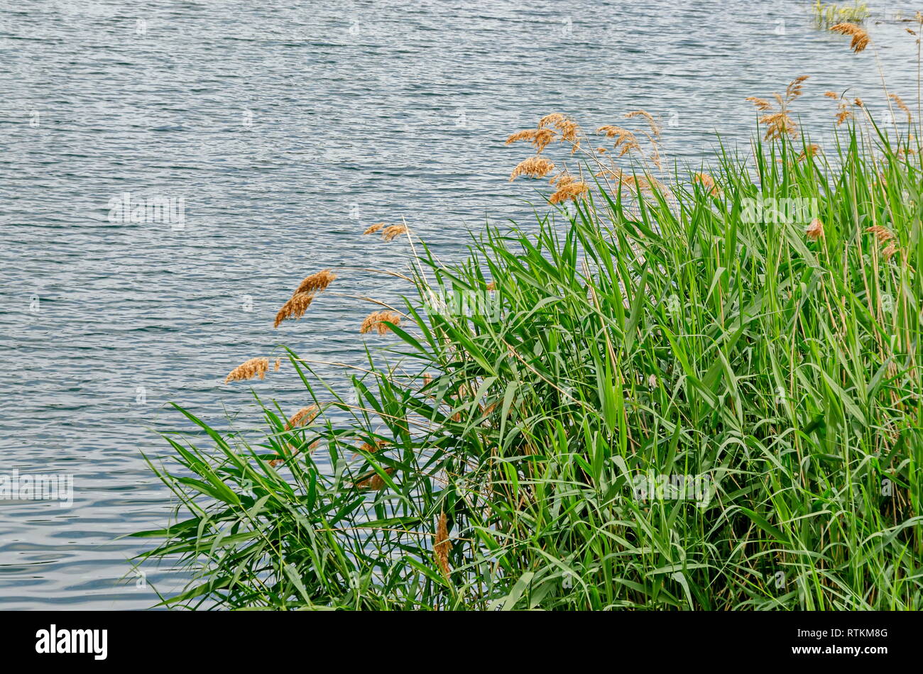 Natural background of springtime green and dry reed or rush on a beauty ...