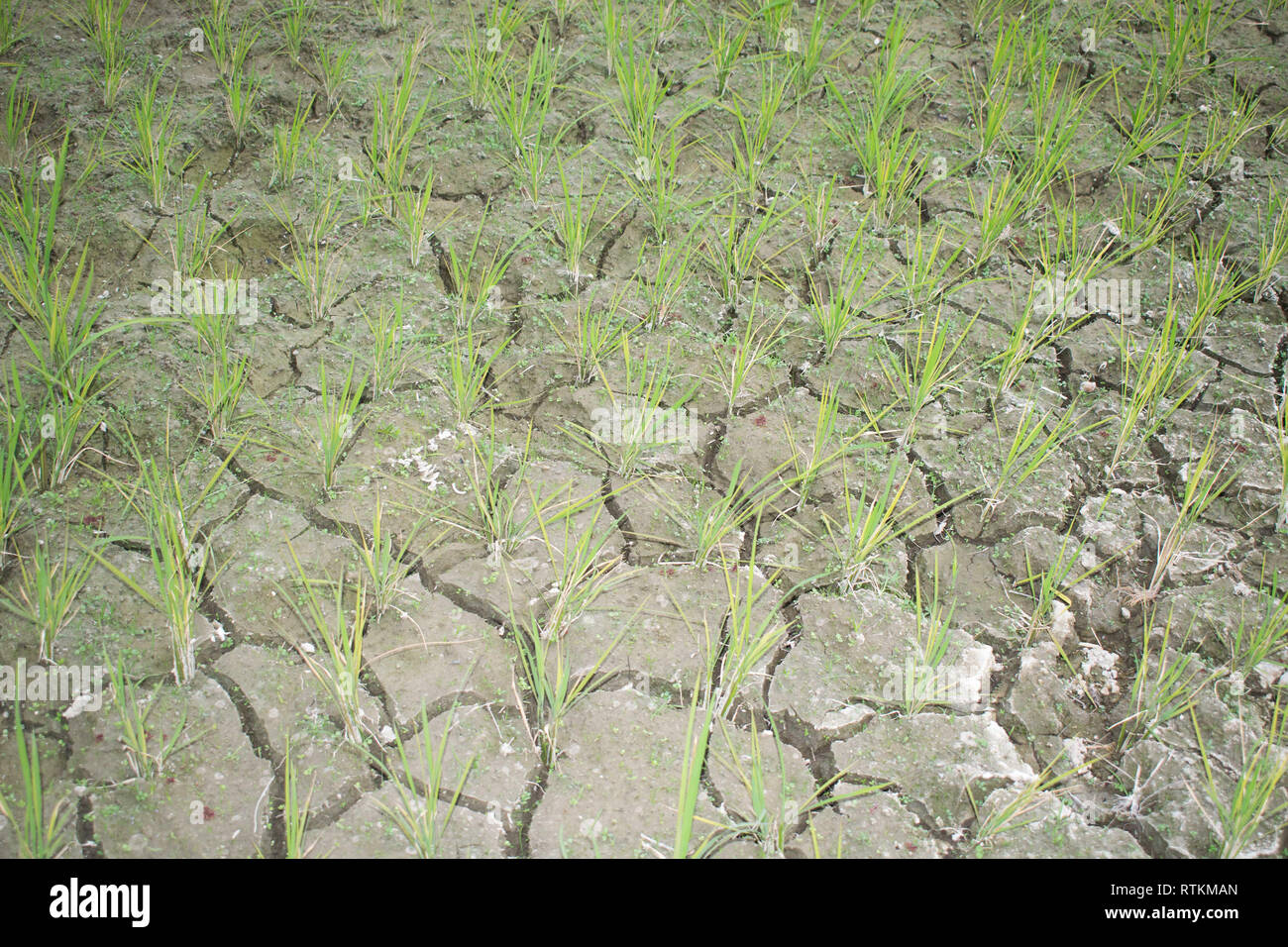 Dry rice field soil hi-res stock photography and images - Alamy