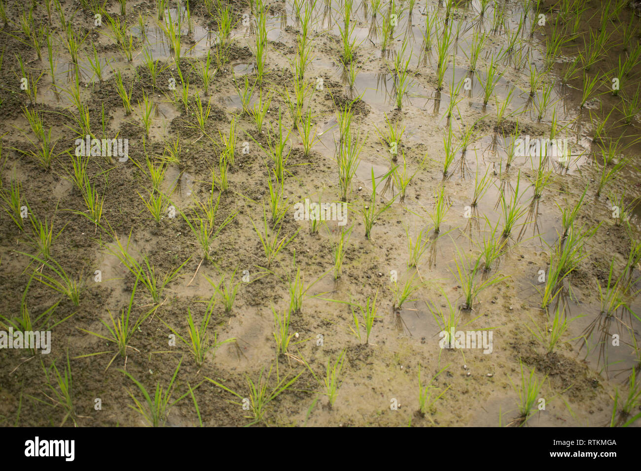Rice planting, agriculture, traditional rice planting Stock Photo - Alamy